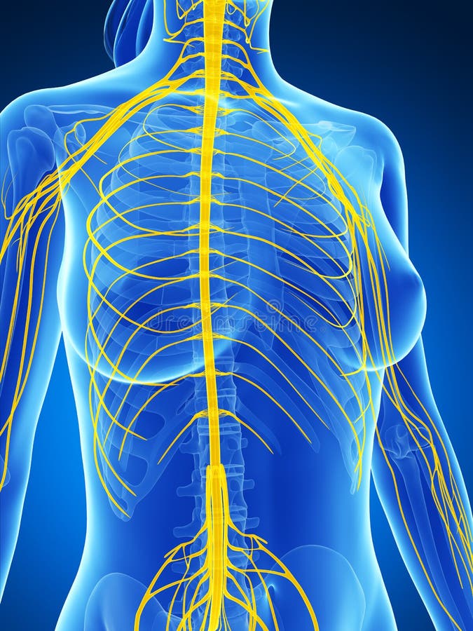 Female nervous system stock illustration. Illustration of cord - 30725532