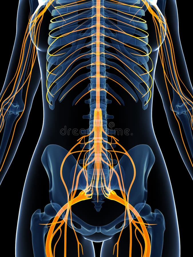 Female nervous system stock illustration. Illustration of cerebellum ...