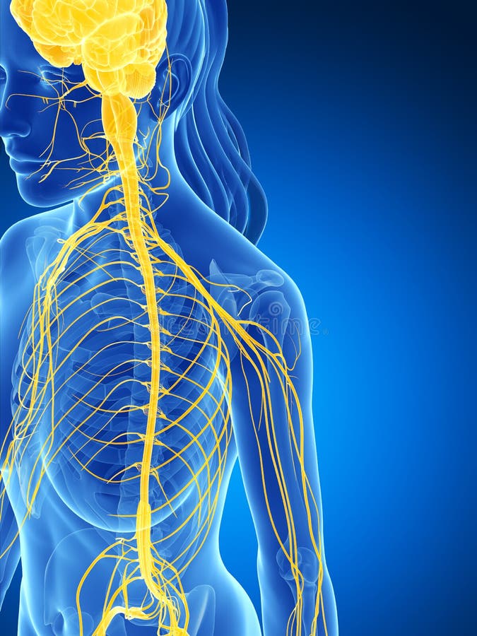 Female Nervous System in Black Stock Illustration - Illustration of ...