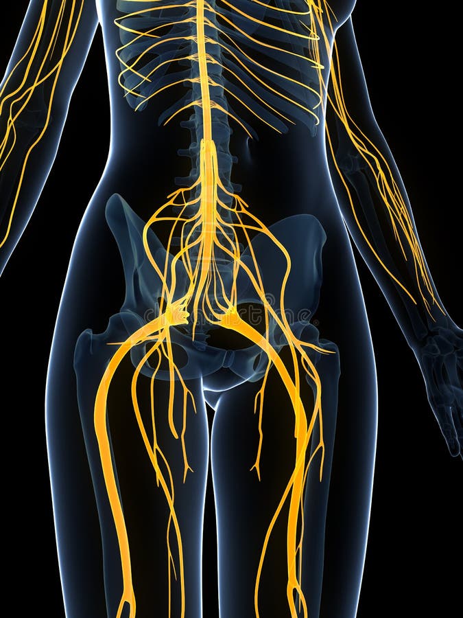 Female nervous system stock illustration. Illustration of radial - 30725592