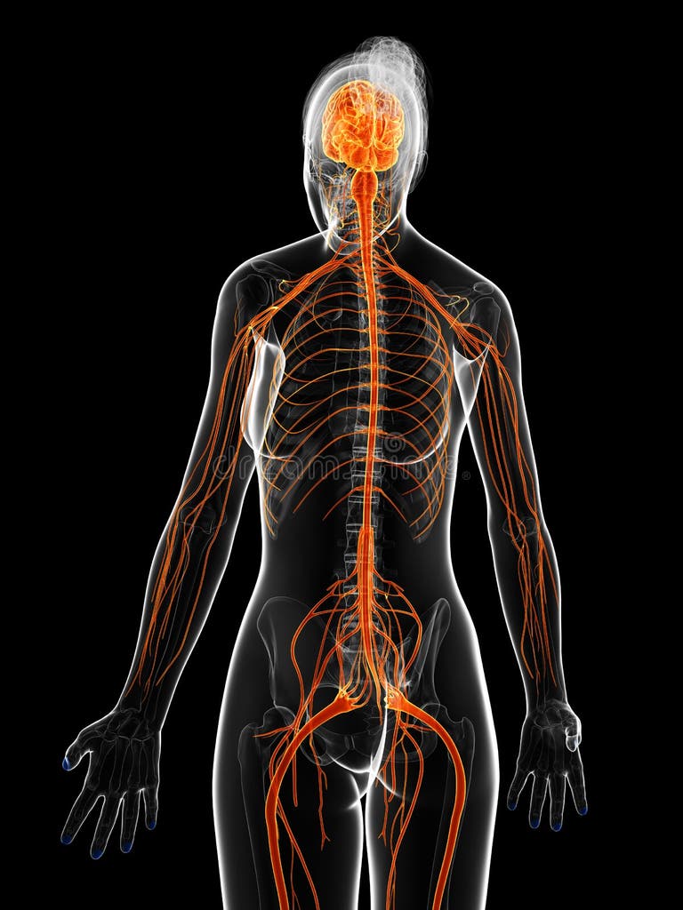 Female Nervous System Stock Illustrations – 1,025 Female Nervous System ...
