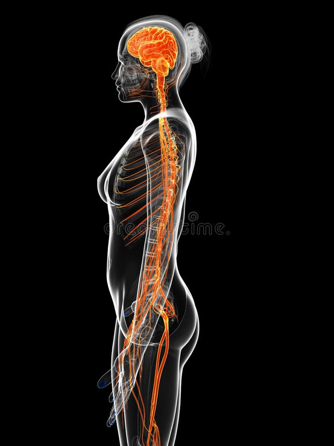 The female nervous system stock illustration. Illustration of painful ...