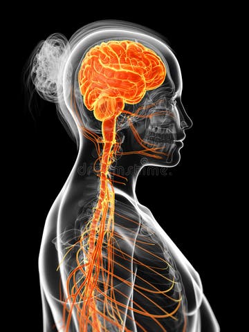 Transparent Nervous System Stock Illustrations – 2,270 Transparent ...
