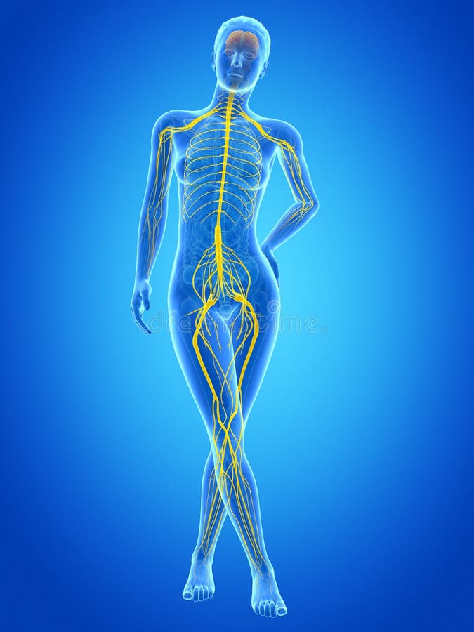 Female nervous system stock illustration. Illustration of health - 30725537