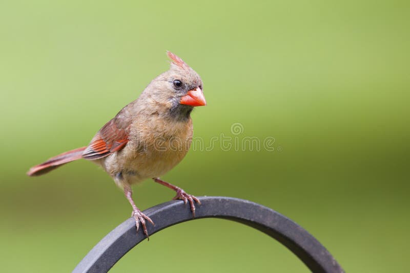 Female Northern Cardinal Bird Stock Photo - Image of cute, songbird ...