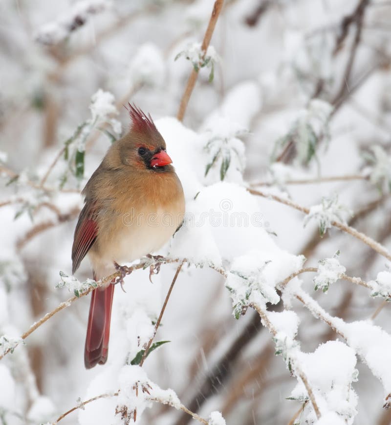 Northern Cardinal stock image. Image of fauna, female - 38861697