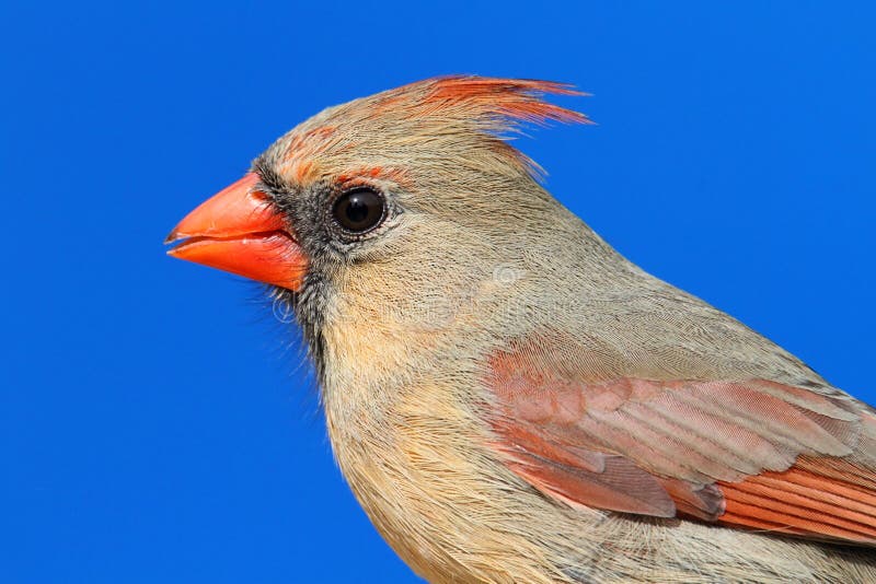 Female Northern Cardinal stock image. Image of feathers - 18996597