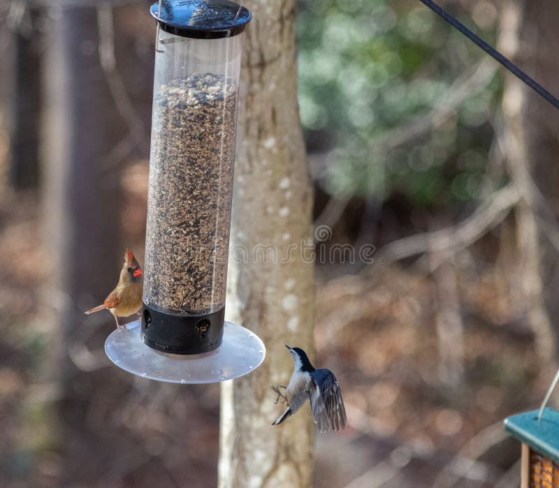 Female Northern Cardinal with White-Breasted Nuthatch Stock Photo ...