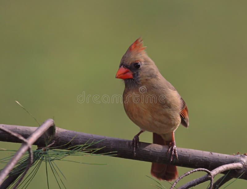 Robin Nest with Eggs stock image. Image of comfortable - 652305
