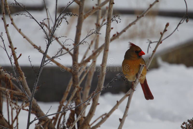 Female Northern Cardinal Against Snow in Winter Stock Image - Image of ...
