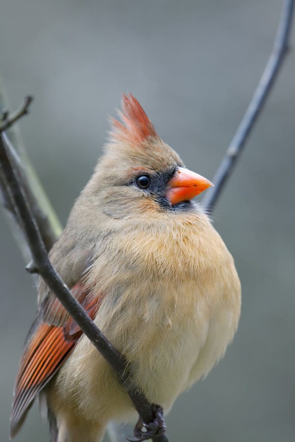 Female Northern Cardinal Bird Stock Photo - Image of cute, songbird ...