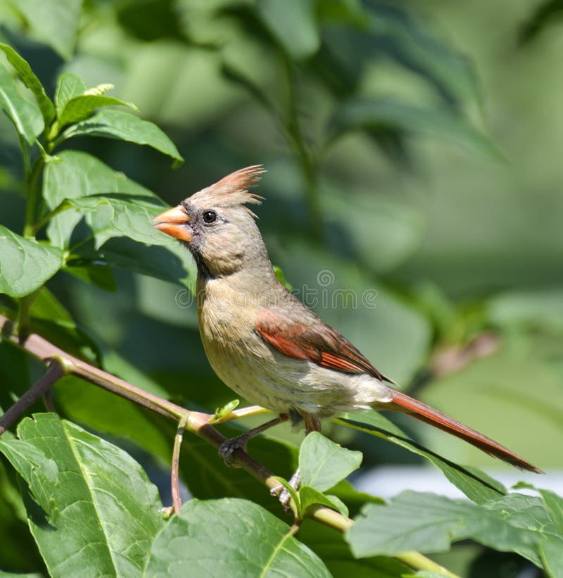Female Northern Cardinal stock image. Image of animal - 32934945