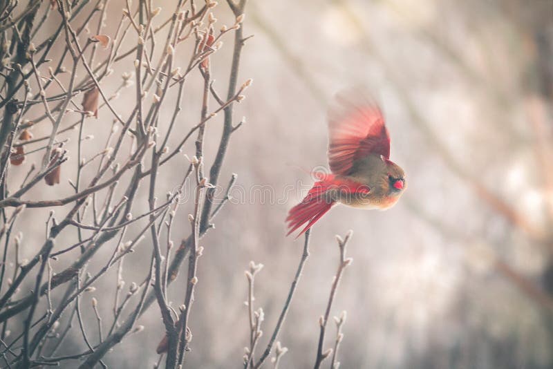 Female Northern Cardinal stock photo. Image of beak, bird - 67104596