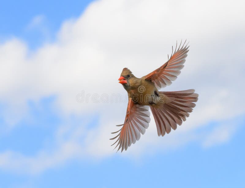 Female Northern Cardinal in Flight, with Cloudy Sky Stock Photo - Image ...
