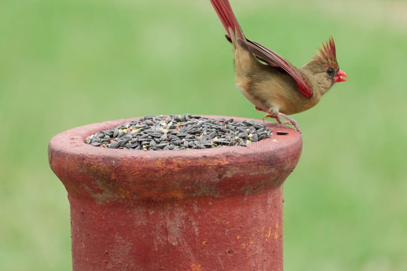 Female Northern Cardinal stock photo. Image of backyard - 69299314