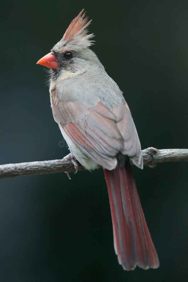 Female Northern Cardinal Perched Stock Photo - Image of cardinal, avian ...