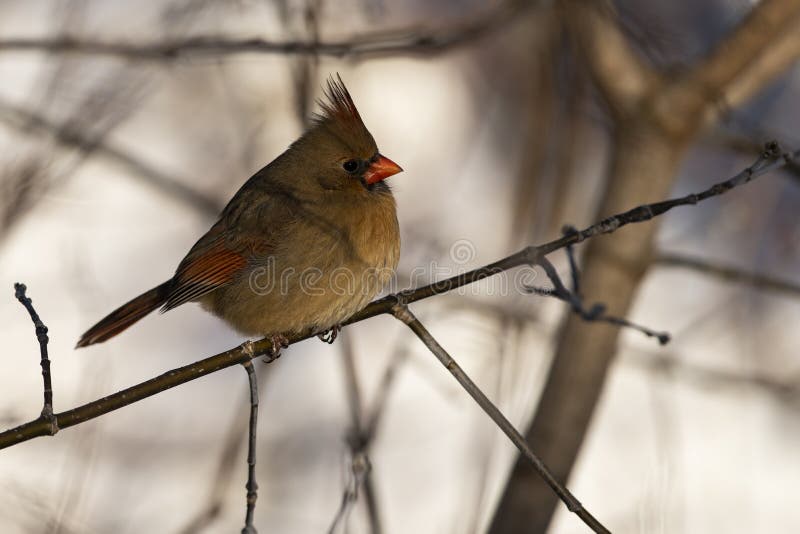 236 Flying Female Cardinal Stock Photos - Free & Royalty-Free Stock ...