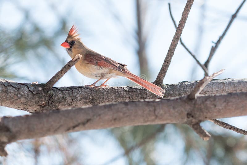 Female Northern Cardinal stock image. Image of tree, park - 86189141