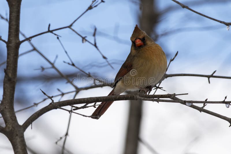 236 Flying Female Cardinal Stock Photos - Free & Royalty-Free Stock ...