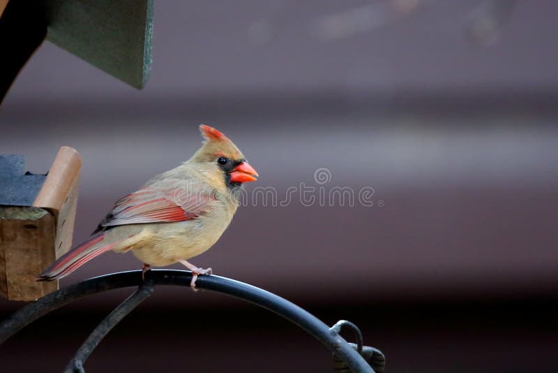 Female Northern Cardinal Sitting on a Branch Stock Photo - Image of ...