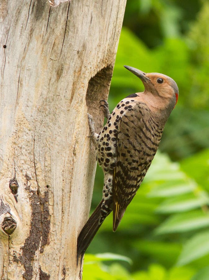 Female Northern Flicker stock photo. Image of hobby, beak - 25230692