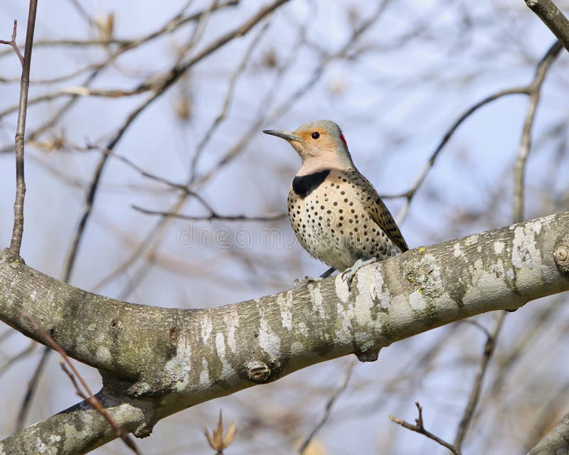 Female Northern Flicker Bird Perched on a Slender Tree Branch Stock ...