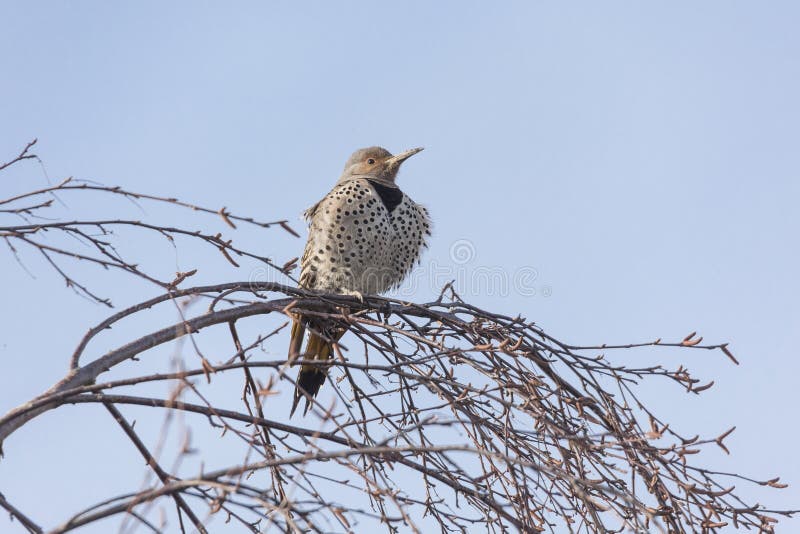 Female northern flicker stock photo. Image of female - 173868910