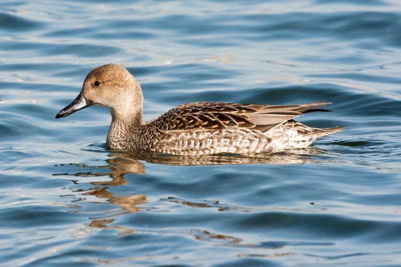 Female Northern Pintail stock photo. Image of northern - 13249634