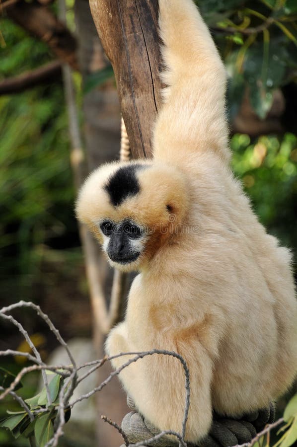 Female Northern White-cheeked Gibbon Stock Photo - Image of cheeked ...