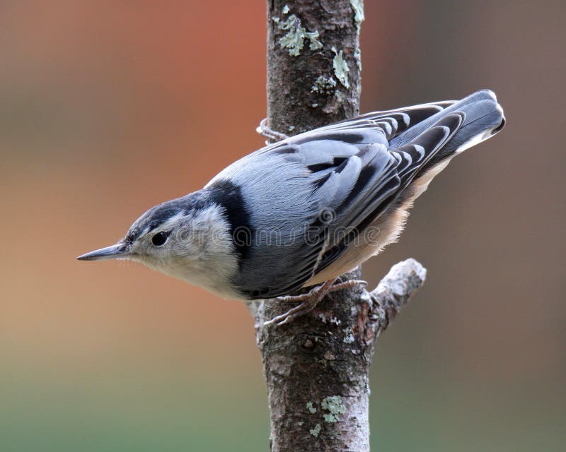 698 Female Nuthatch Stock Photos - Free & Royalty-Free Stock Photos ...