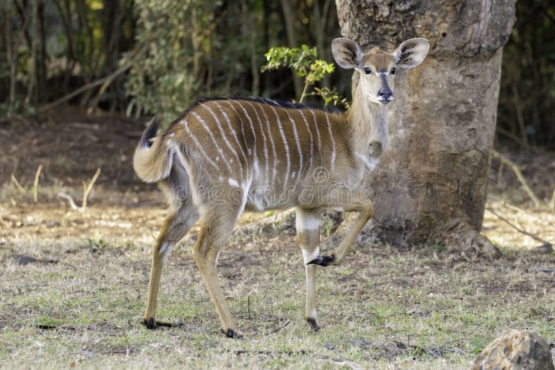 Female Nyala in an African Fore Stock Photo - Image of safari, animals ...