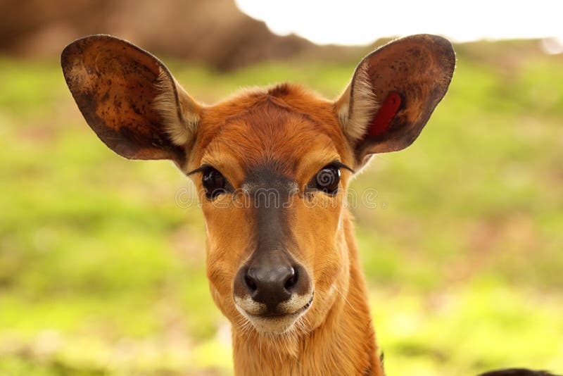 Female Nyala Portrait stock photo. Image of wildlife - 55999890
