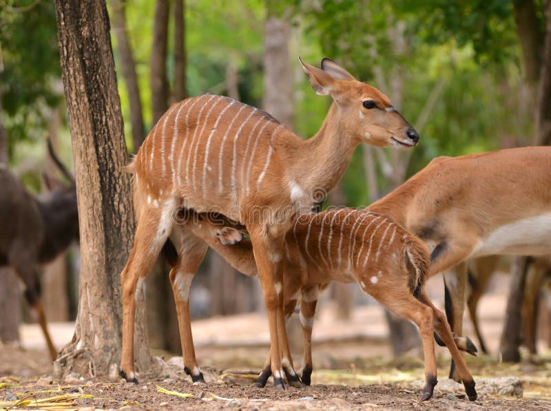 Female Nyala stock photo. Image of ears, horns, conservation - 43601018