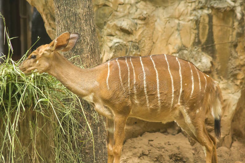 Female nyala in the zoo stock photo. Image of cute, female - 121462628