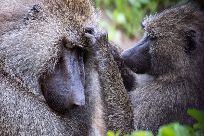 Female Olive Baboon Grooming Mate in Close-up Stock Image - Image of ...