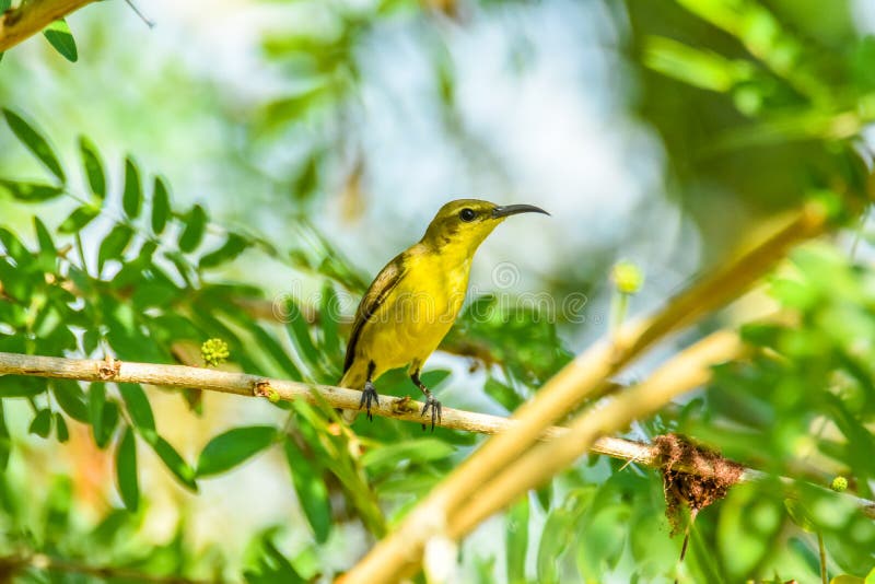 Female Olive-backed Sunbird Stock Photo - Image of long, cute: 89939212