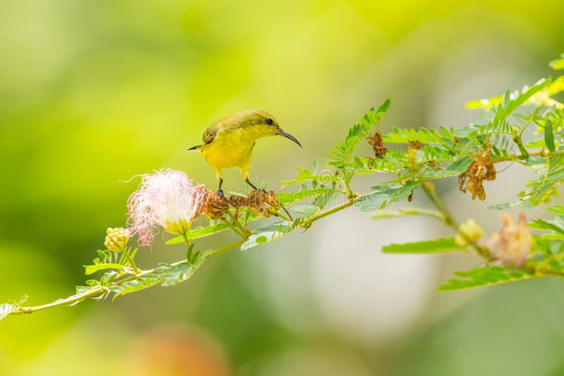 Female Olive-backed Sunbird Stock Photo - Image of cute, erithacus ...