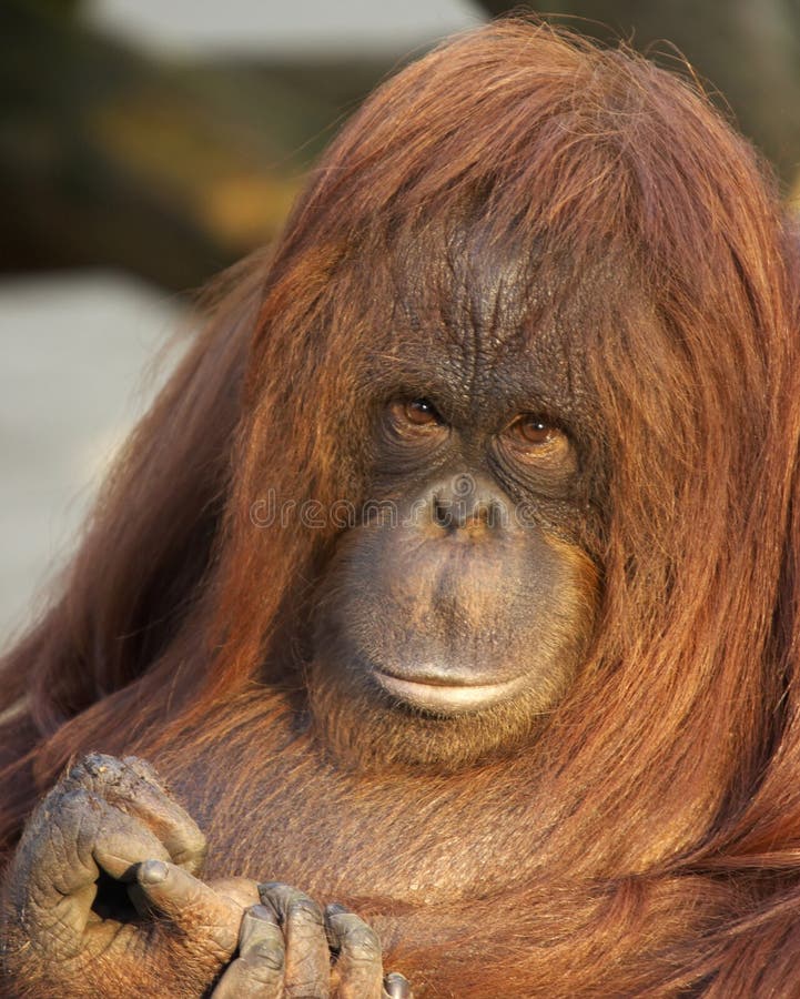 Female Orangutan stock photo. Image of orang, hominidae - 2420308