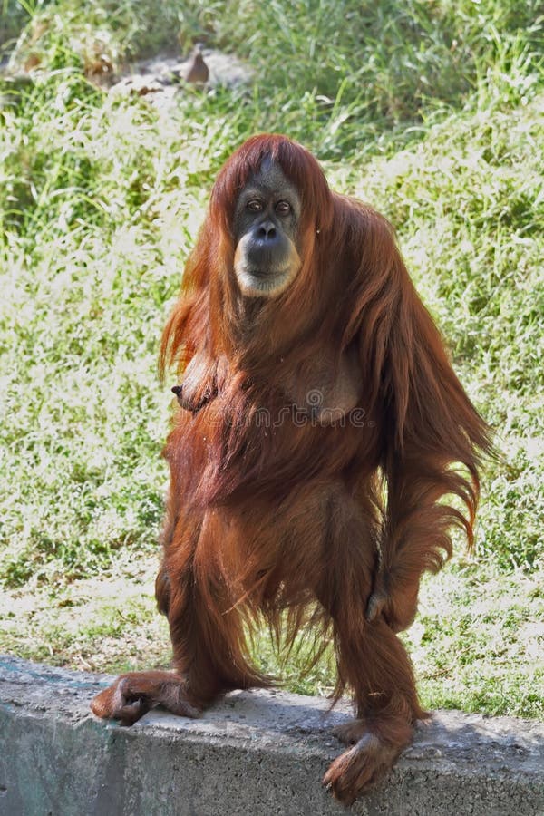 Standing Orangutan Killings Of Bornean Orangutans Could Lead To Their