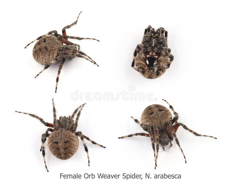 Female Orb Weaver Spider stock image. Image of legs, body - 77464339
