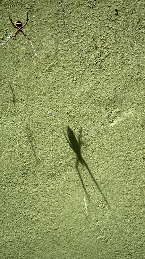 Orb Weaver Spider with a Shadow Stock Photo - Image of nature, shadow ...
