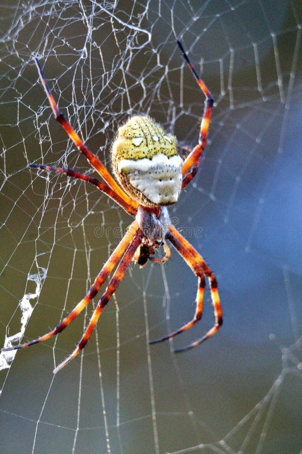 Orb weaver spider in a web stock image. Image of america - 180718605