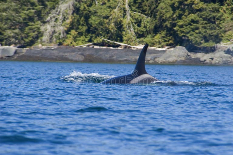 Orca Face Stock Photos - Free & Royalty-Free Stock Photos from Dreamstime