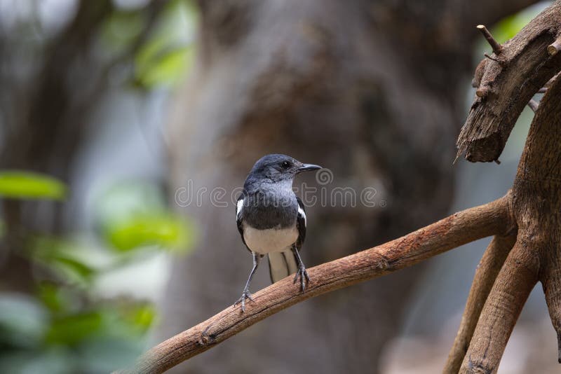 Oriental Magpie Robin stock image. Image of oriental - 198431819