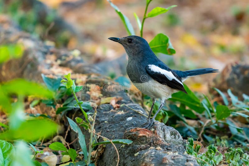 Female Oriental Magpie-Robin Stock Image - Image of robin, grass: 317043901