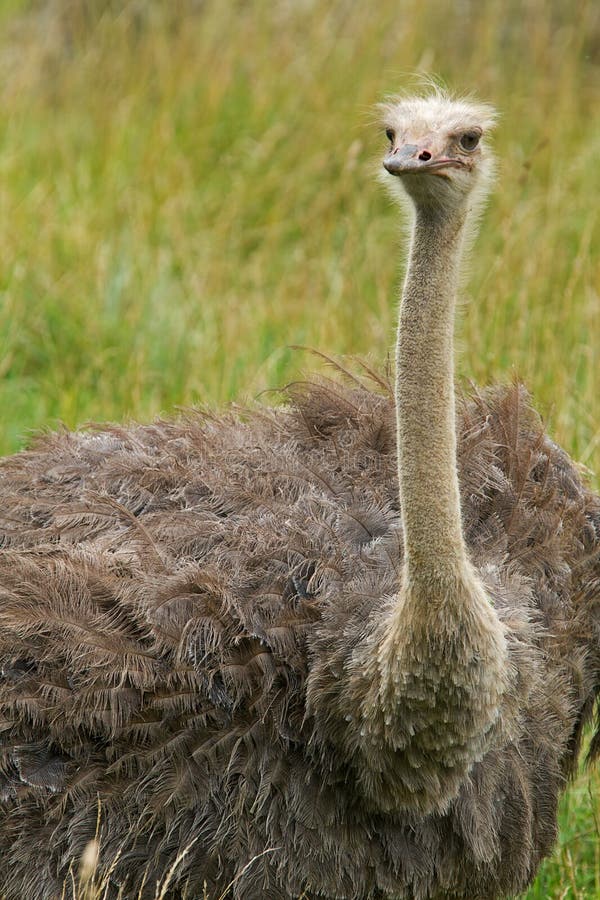 Female Ostrich stock image. Image of animal, nature, wildlife - 15324175