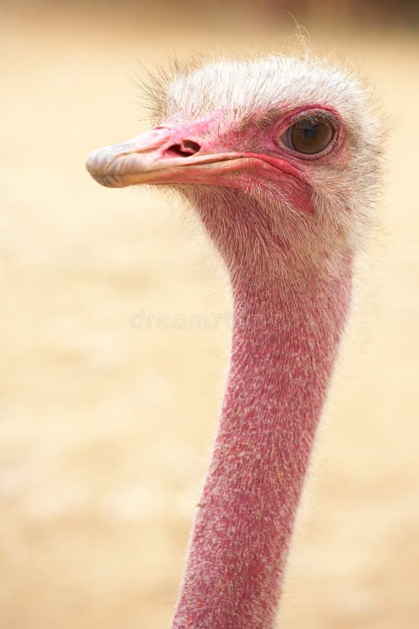 Female ostrich stock photo. Image of curiousness, africa - 8625912