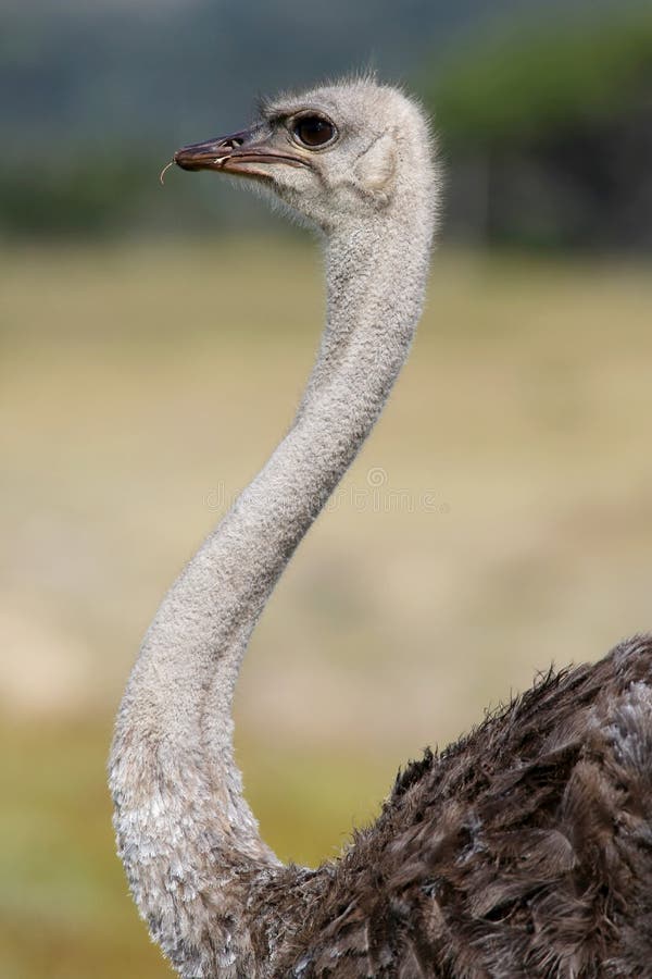 Female Ostrich Bird stock image. Image of looking, long - 37565405