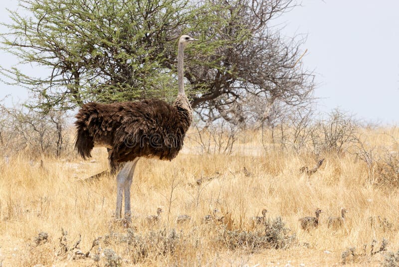 Female Ostrich with Her Chicks Stock Photo - Image of neck, kgalagadi ...