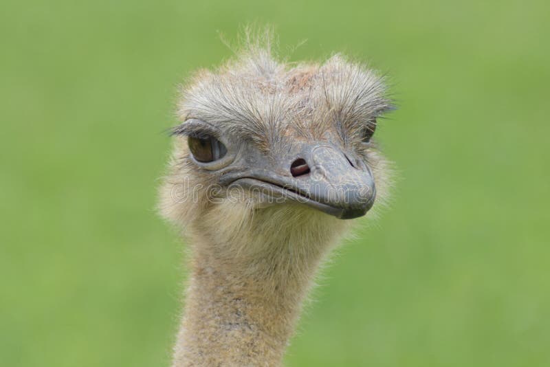 Female Ostrich Portrait with Green Background. Stock Photo - Image of ...